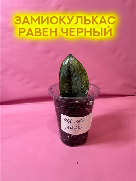Замиокулькас Равен черный, 1 шт - купить по выгодной цене в интернет ...