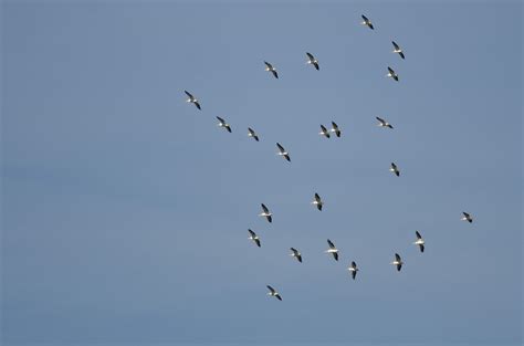 Flock Of American White Pelicans Flying In A Blue Sky Custom Wallpaper