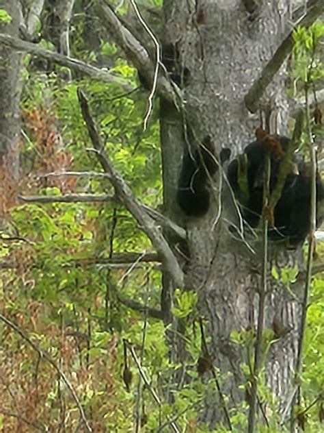 Mama With Her Cubs Rvermont