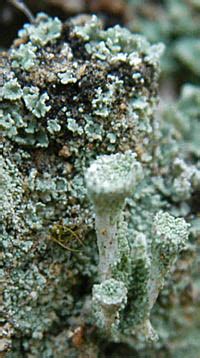 Cladonia Chlorophaeas Cladoniaceae