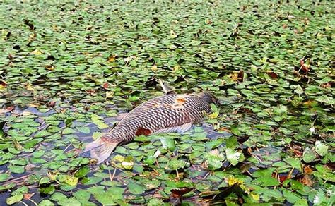 У Київському водосховищі зафіксували мор риби відео Вечірній Київ