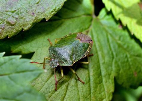 Клопы чего боится как избавиться