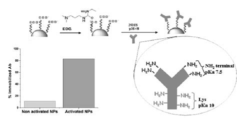 Yield Of Covalent Immobilization Of Anti Hcg Through Its More Reactive