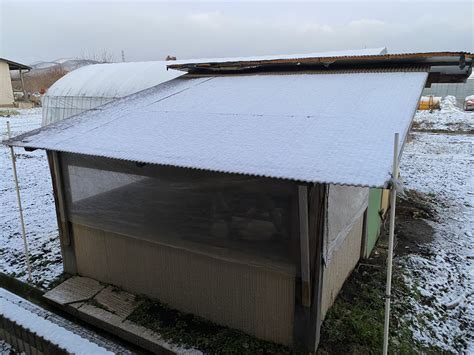 我が家のニワトリ（467）〜2023年1月に入ってからのアローカナの様子です（その①） 雨がやんだら裏庭に