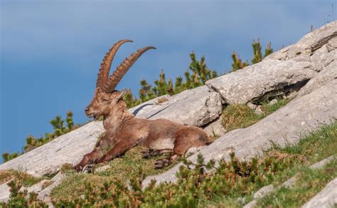 Portuguese Ibex Capra Pyrenaica Lusitanica Interesting Animals