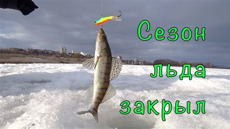 Воронежские СУДАКИ рвут снасти. СЕЗОН ЗАКРЫЛ. - YouTube