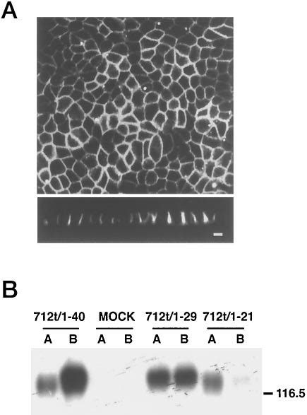 The Region Identified By Analysis Of C Terminal Deletion Mutants Of