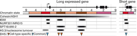Spatial Arrangements Of Chromatin States Associated With Active