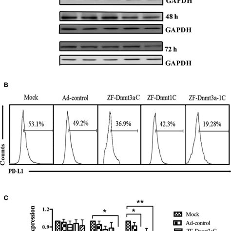 Effect Of ZFDnmt3aC1C On The Expression Of PDL1 Human Prostate