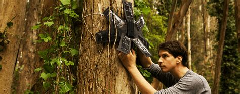 Rainforest Connection Transforming Old Smartphones Into Deforestation