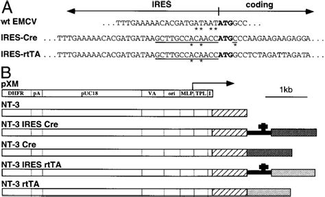 A Sequence Comparison Of Wild Type Emcv Ires And The Junctions