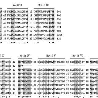 Multiple Alignments Of The Amino Acid Sequences Of The Conserved Motifs