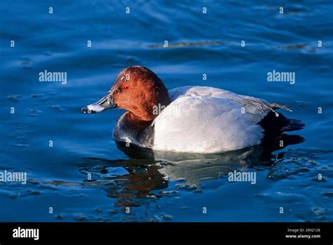 Common Pochard Aythya Ferina The Male Often Throws His Head Back While Calling Photo Male In