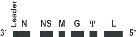 The Single Stranded Negative Sense Non Segmented Rna Rabies Virus It