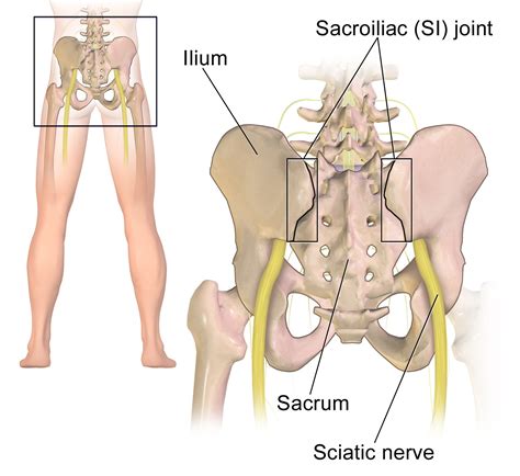 The Causes Of Si Joint Pain And Dysfunction Somatic Movement Center