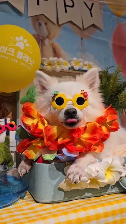 알로하~aloha🌴🦜 ️귀여운강아지푸들스피츠11살여행가고싶다여름 Youtube