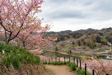 일본 지바 현 쿄 난 타운 아와 군 사쿠마 댐에서 가와즈 벚꽃 0명에 대한 스톡 사진 및 기타 이미지 0명 1월 2월