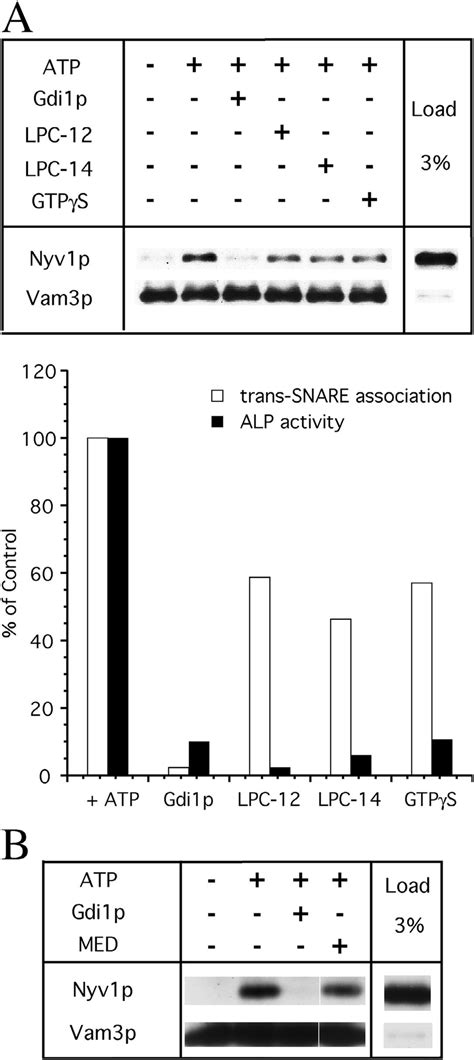 Trans Snare Complex Formation Effects Of Lpc A And Med B 20