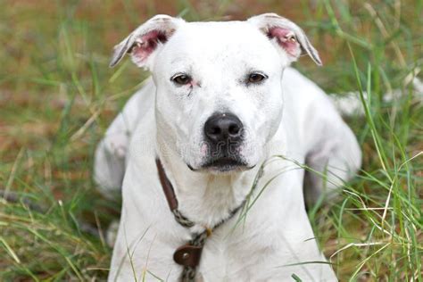 Lab And Pitbull Mix White At Sharon Cordero Blog