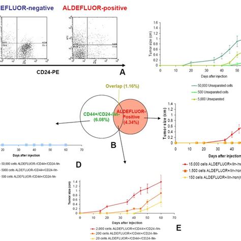 Expression Of Aldh1 In Breast Carcinomas As Shown By Download