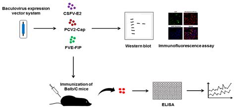Processes Free Full Text Production Of Bivalent Subunit Vaccine For Porcine Via 2a Like