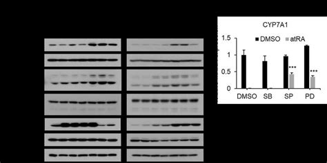 Atra Activates Mapk Pathways To Regulate Cyp7a1 Expression A Heparg