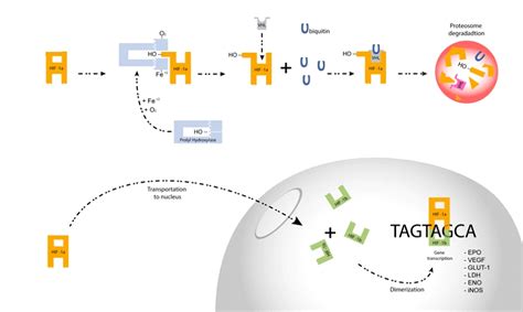 O2 Homeostasis Ai Mediq