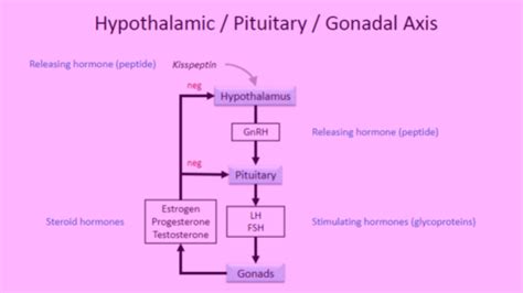 Hpg Axis And Puberty Flashcards Quizlet