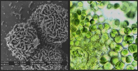 Scholar Spotlight Bijan Harandi Laidlaw Scholars Network