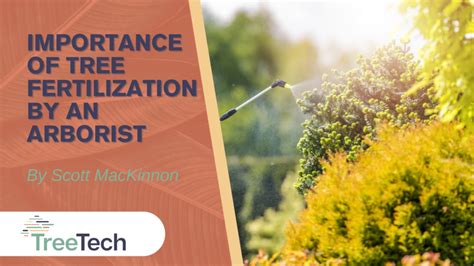 Importance Of Professional Tree Fertilization TreeTech