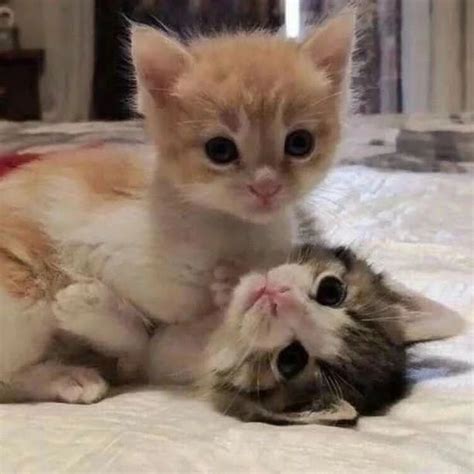 Пин от пользователя Rhaast на доске Cat Очаровательные котята