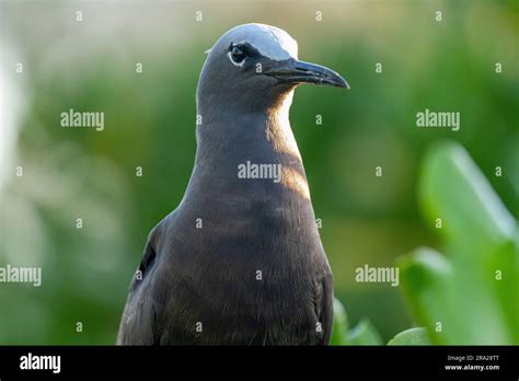 Close Up Portrait Of Common Noddy Anous Stolidus Lady Elliot Island Queensland Australia