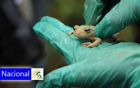 Animales Silvestres Hallados En Meta Fueron Liberados
