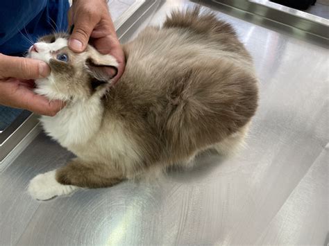 Deafness In Cats Symptoms Causes And Treatments Cattime