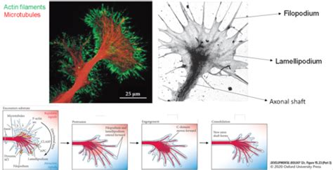 Making Neural Connections Flashcards Quizlet