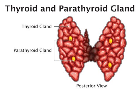 Parathyroid Vs Thyroid Gland Whats The Difference Annapolis And