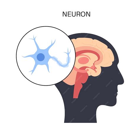 Premium Vector Neuron Anatomy Poster