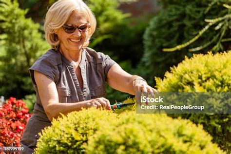 정원 일을하고 트리밍 지점을 절단 선임 여성 정원에서 활동적인 시니어 여성 관목에 대한 스톡 사진 및 기타 이미지 관목