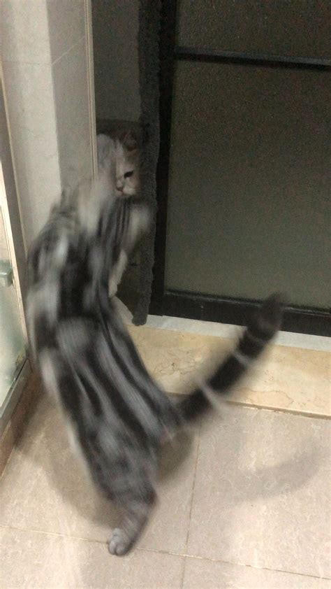 请问这是美短还是梨花，女朋友买了只猫，有点担心被骗了？ 知乎