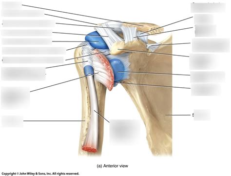 Shoulder Joint Diagram Quizlet