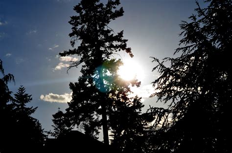 Free Images Landscape Tree Nature Forest Branch Light Cloud