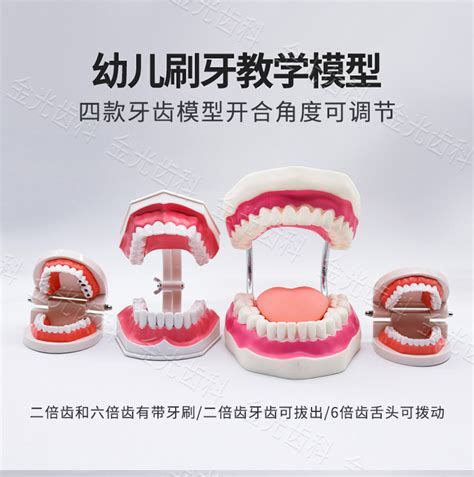 牙齿模型幼儿园早教刷牙模具牙科儿童宝宝口腔教学带舌头牙模摆件 阿里巴巴