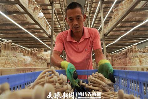 技术革新实现产量翻倍 剑河县鹿茸菇开启“菌”丰收产业进行技术手段