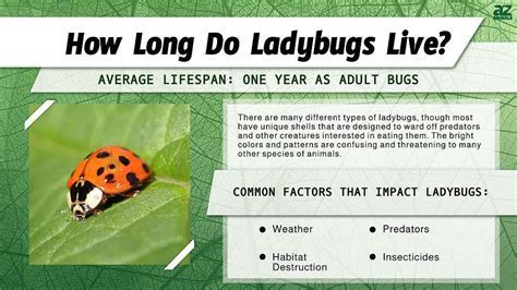 What Do Ladybugs Use Their Antennae For