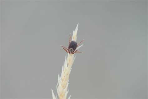 Dermacentor Nuttalli · Inaturalist