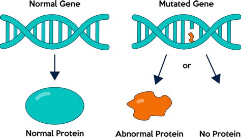 Dna Mutation Diagram