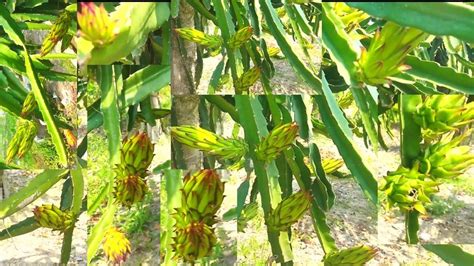 ড্রাগনের ফুলে ফলে পরিপূর্ণ পুরো ড্রাগন বাগান ড্রাগন ফল চাষ পদ্ধতি