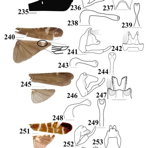 Ecnomidae Austrotinodes Larva Vista Lateral Flint 1973 Fig 6