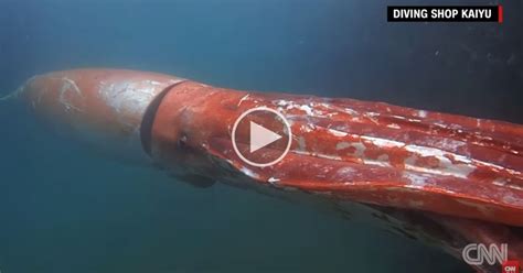 Giant Squid Makes Rare Appearance In Japanese Harbour Twistedsifter