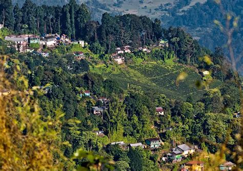 Indian Tea Journey Exploring The Storied Teas Of Assam Darjeeling